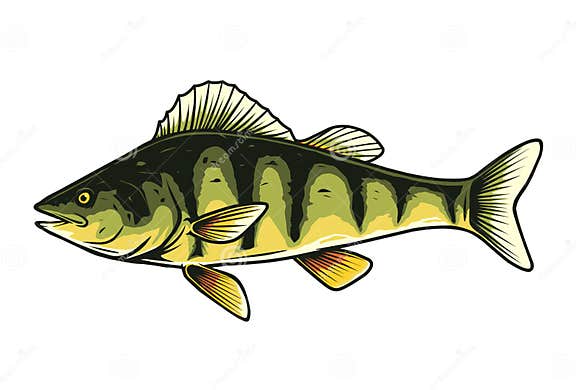 Perch fish vector drawing stock vector. Illustration of food - 282504634