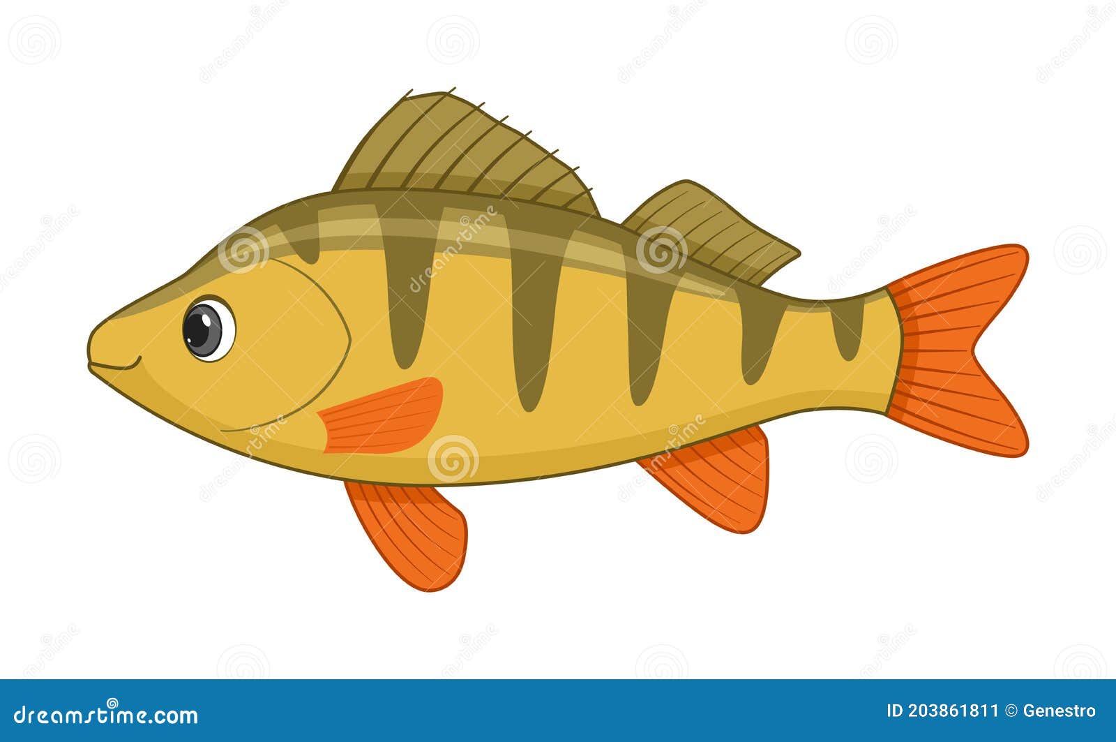 Perch Fish on a White Background Stock Vector - Illustration of lake ...