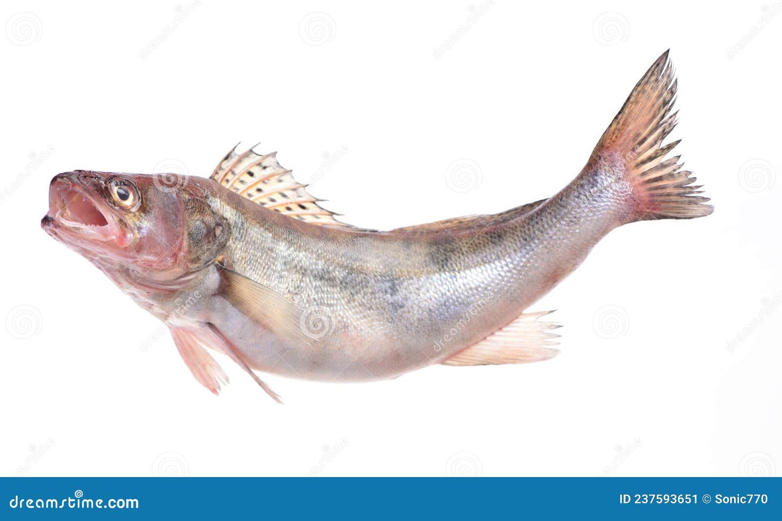 Perch Fish on White Background Stock Image - Image of healthy, river ...