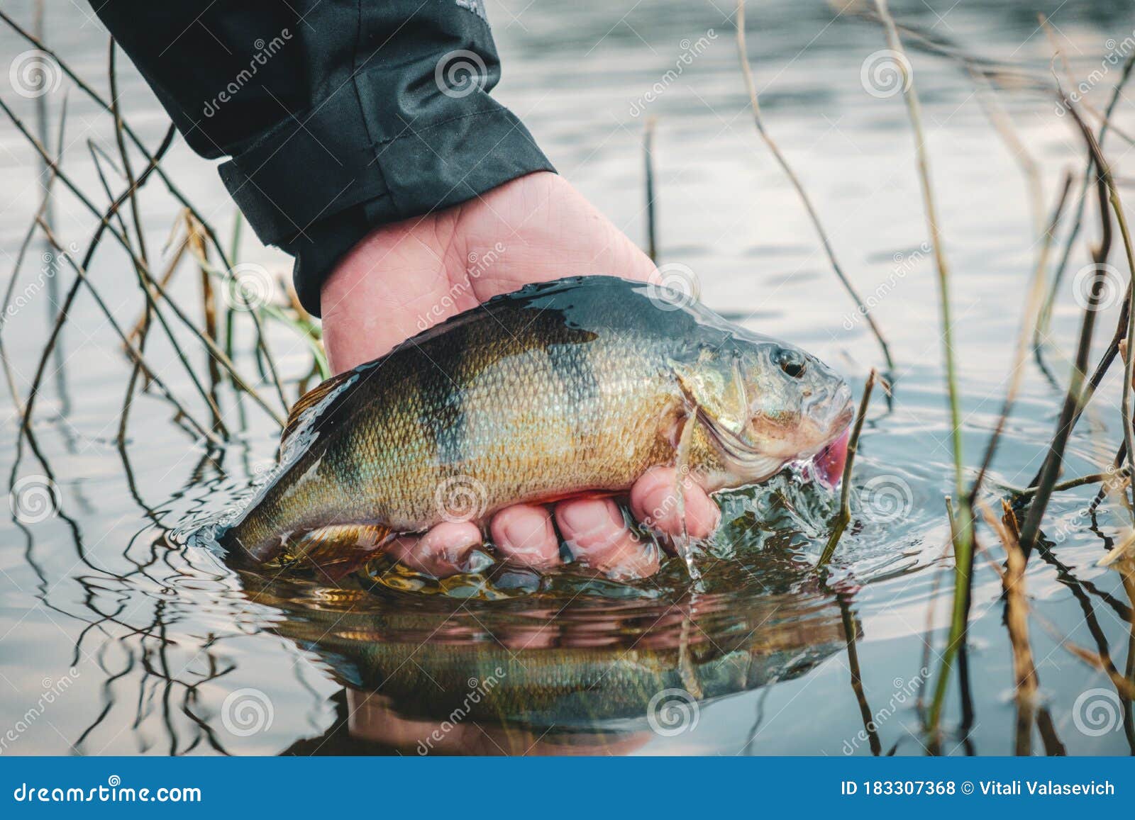 Perch in fisherman hand stock photo. Image of outdoor - 183307368