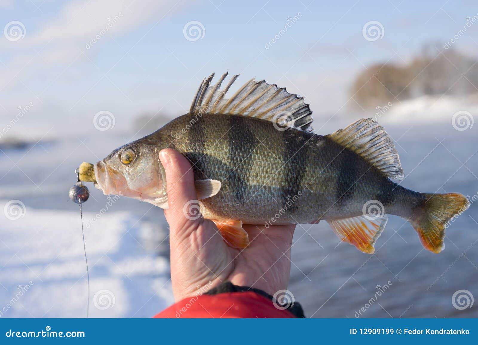 Perch in fisherman s hand stock image. Image of line - 12909199