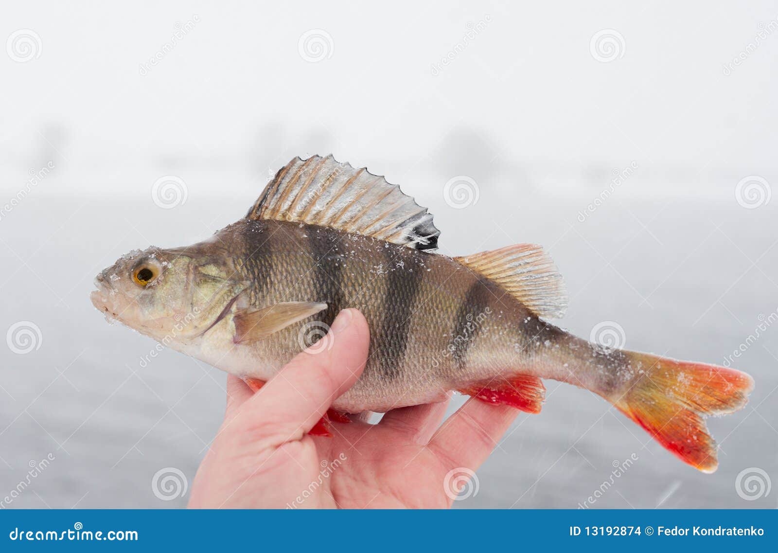 Perch in fisherman s hand stock photo. Image of perch - 13192874