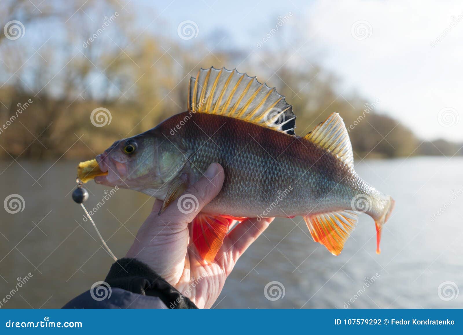 Perch in fisherman`s hand stock photo. Image of bait - 107579292