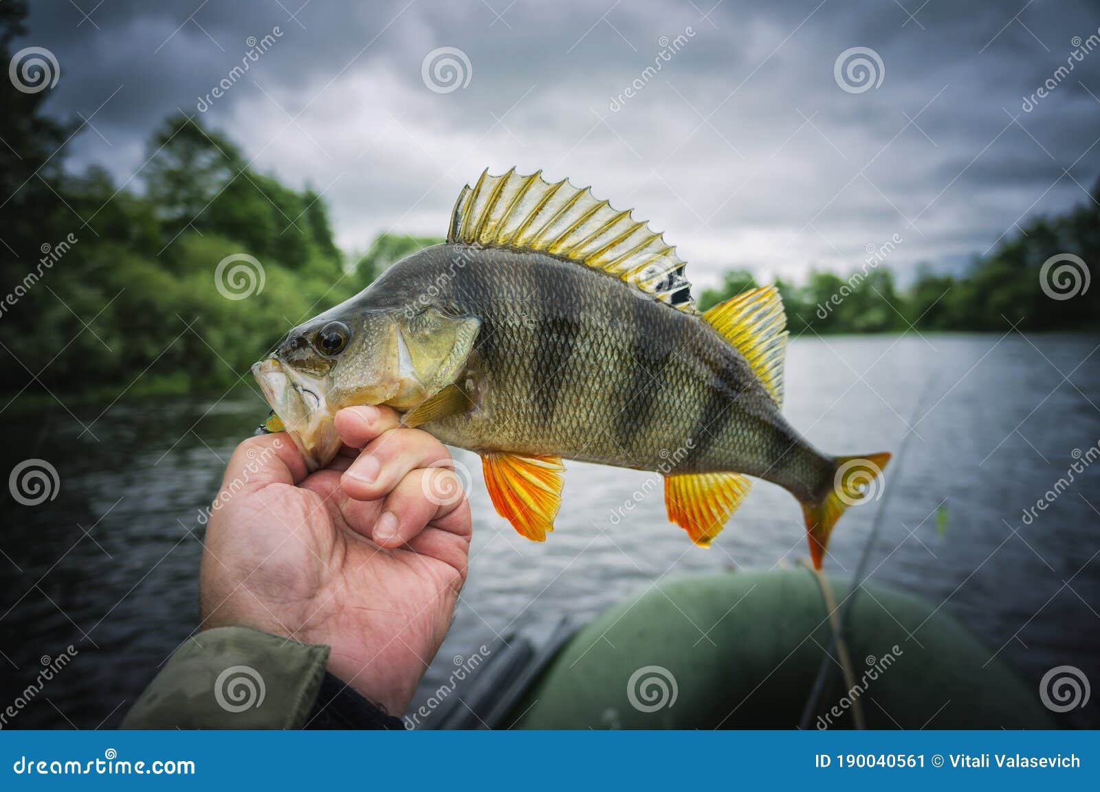 Perch Fishing. Freshwaterfishing. Europe Stock Image - Image of fish ...