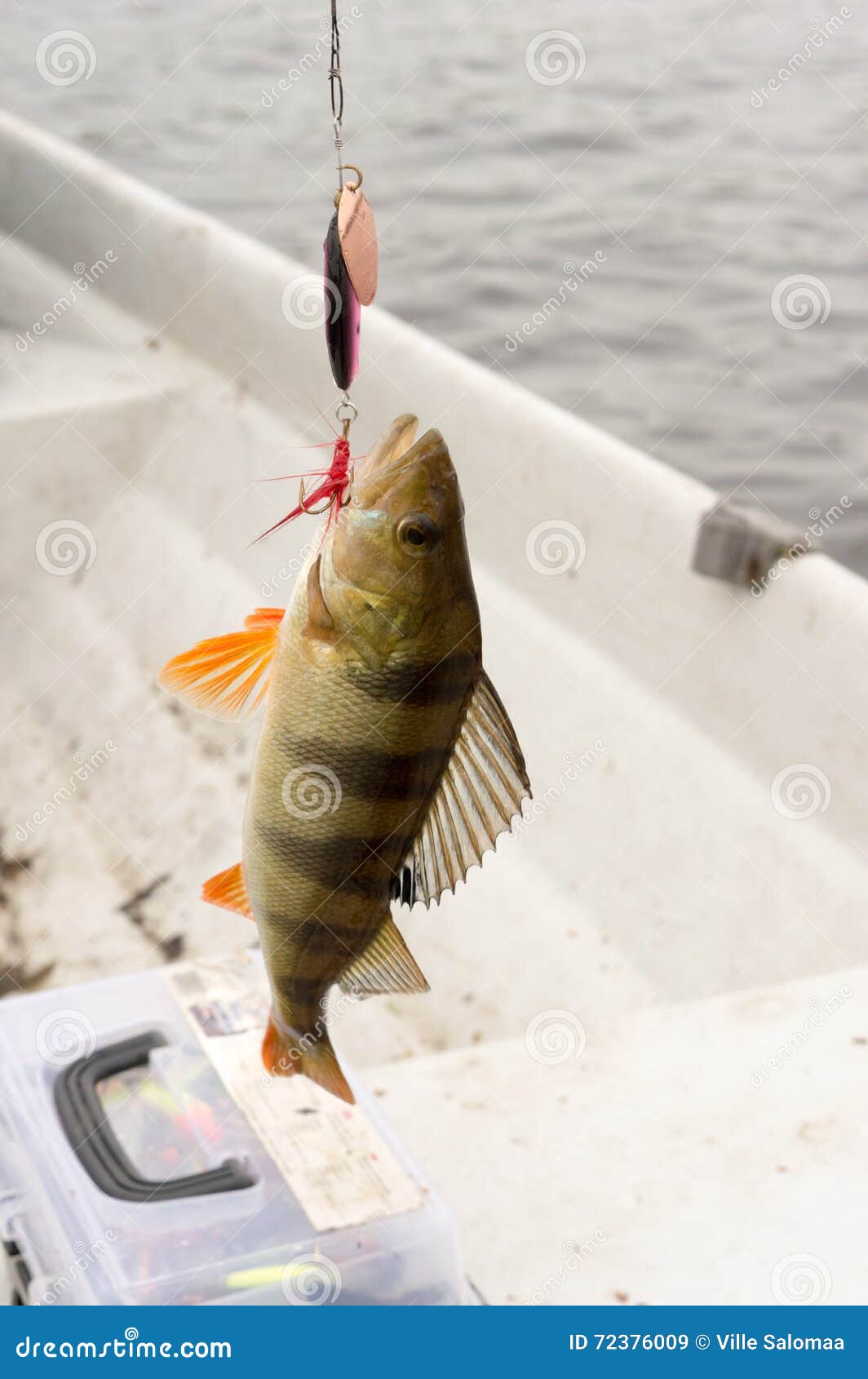 Perch fishing in the lake stock image. Image of stripe - 72376009