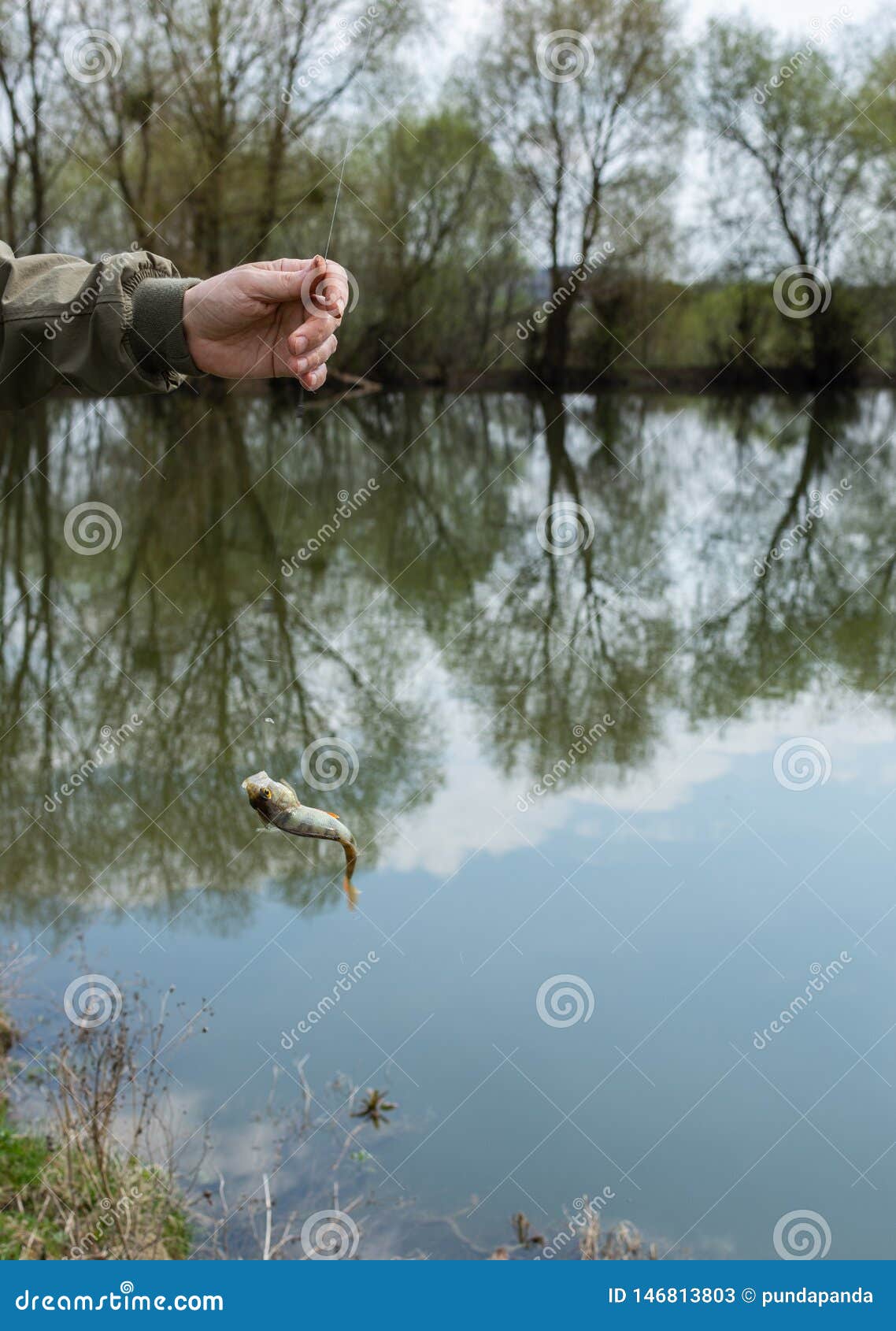 A Perch on a Fishing Rod Hook Stock Image - Image of leisure, jigging ...