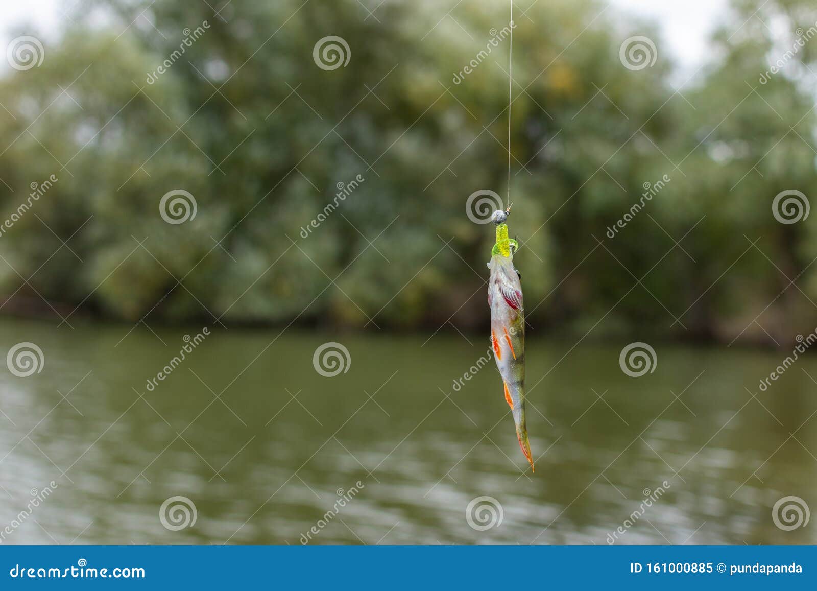 Perch on a Fishing Rod Hook Stock Image - Image of fish, fisherman ...