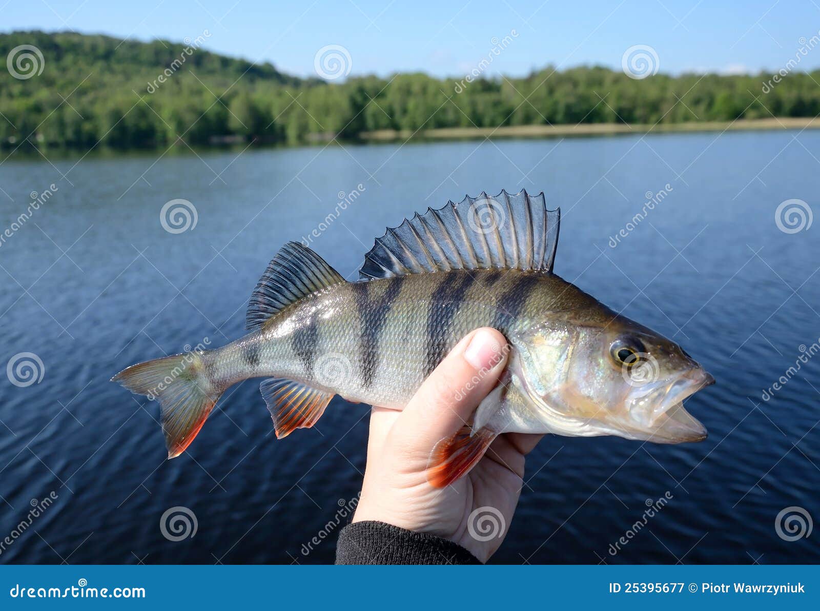 Perch fishing trophy stock image. Image of perch, predator - 25395677
