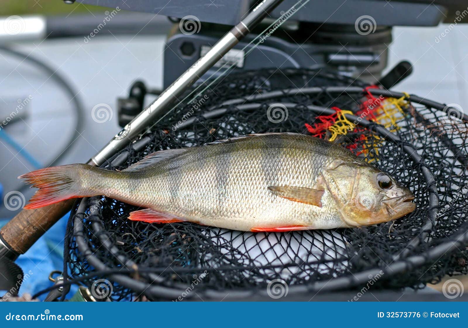 Perch stock photo. Image of pursuit, closeup, hobby, catching - 32573776