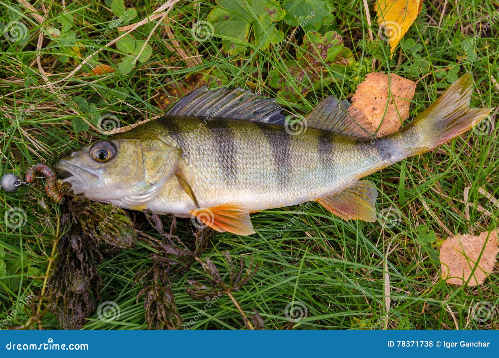 Perch on the grass stock photo. Image of redfish, hook - 78371738