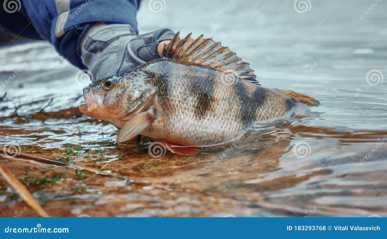 Perch in the Hand of an Angler. Catch and Release Stock Photo - Image ...