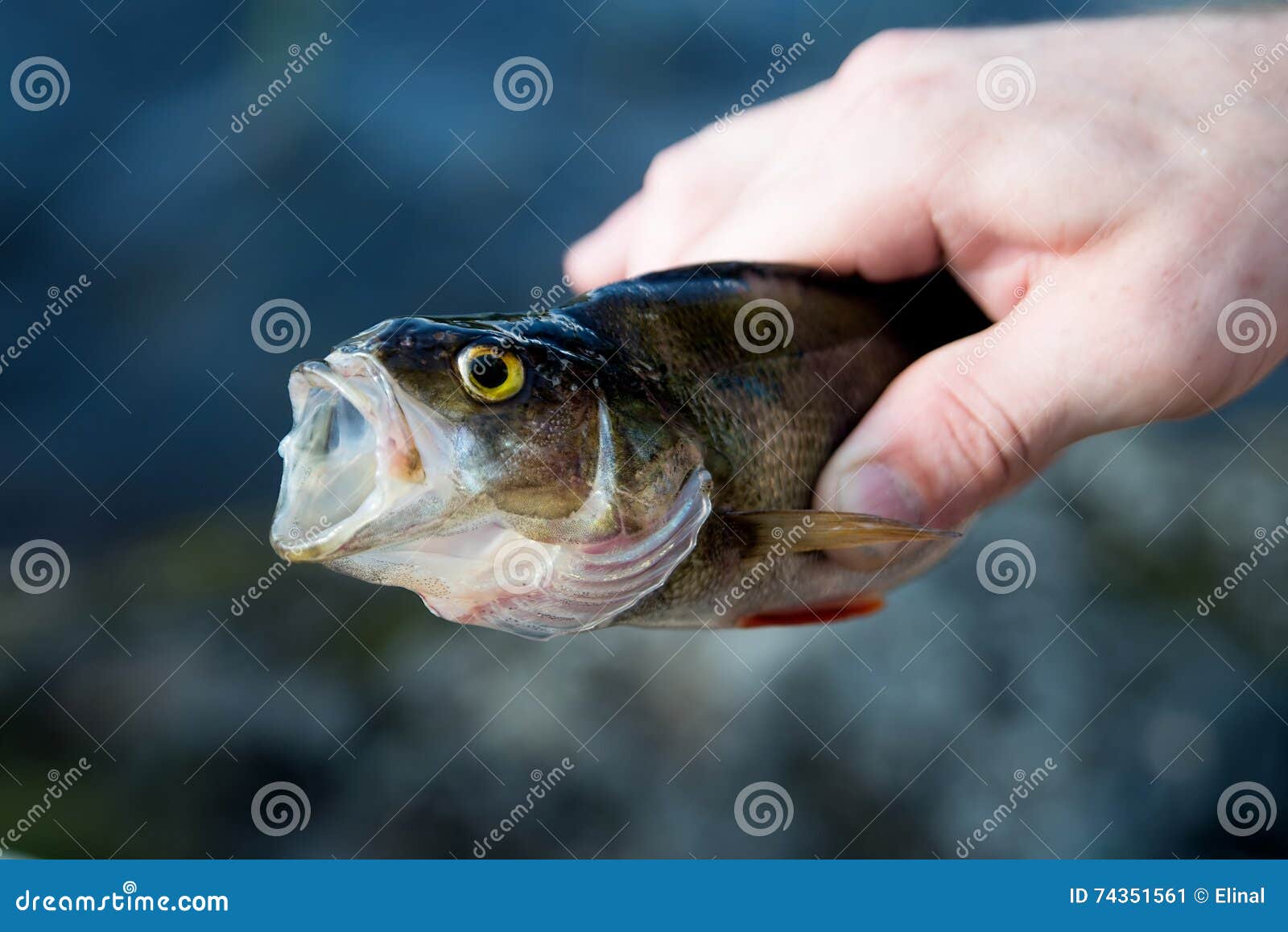 Perch in Hand with Big Mouth. Fishing Stock Image - Image of tackle ...