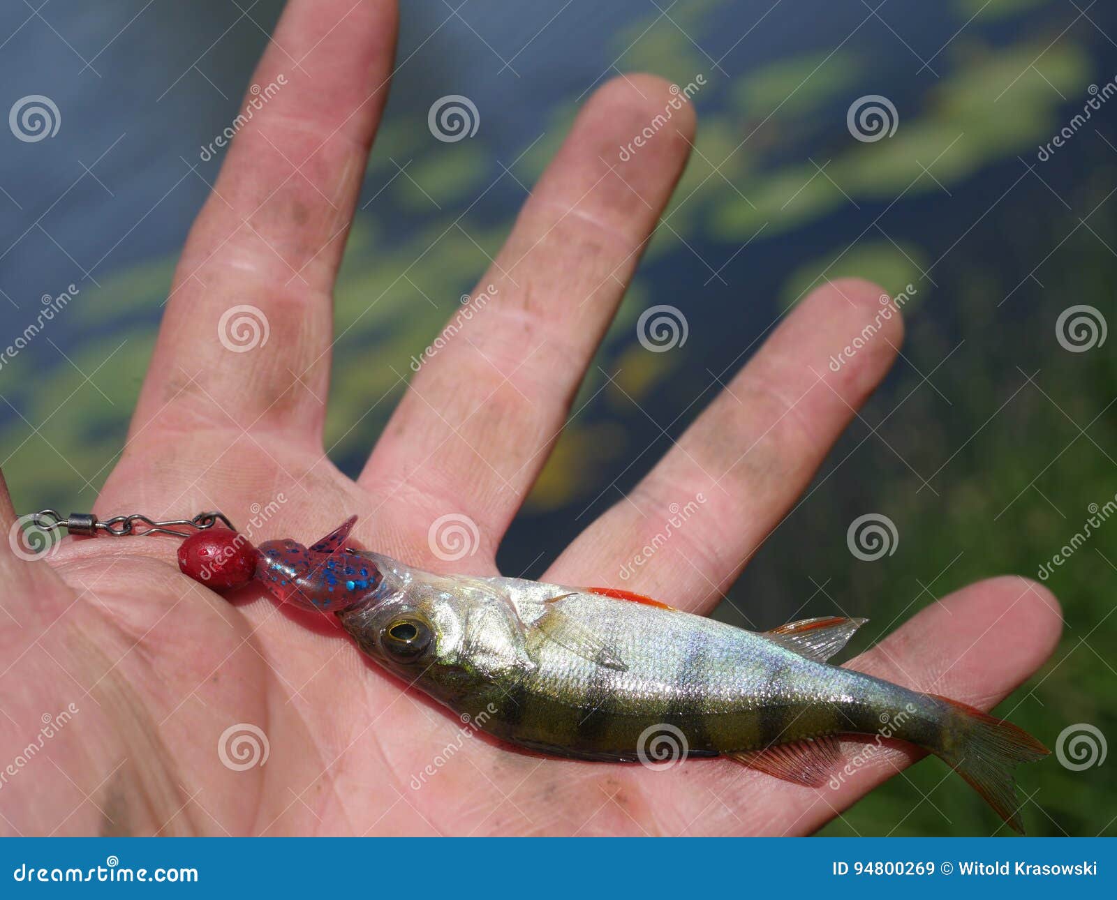 Perch on hand stock image. Image of food, fisherman, trophy - 94800269