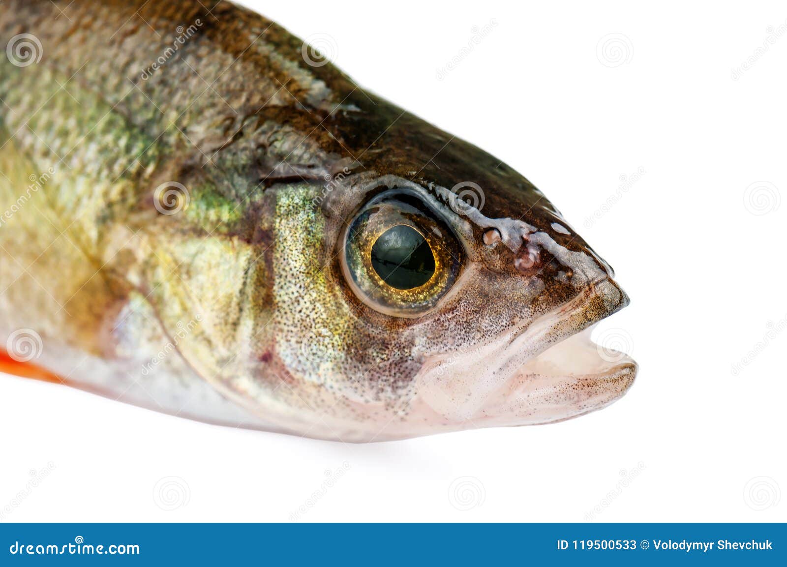 Perch head on white stock image. Image of yellow, water - 119500533