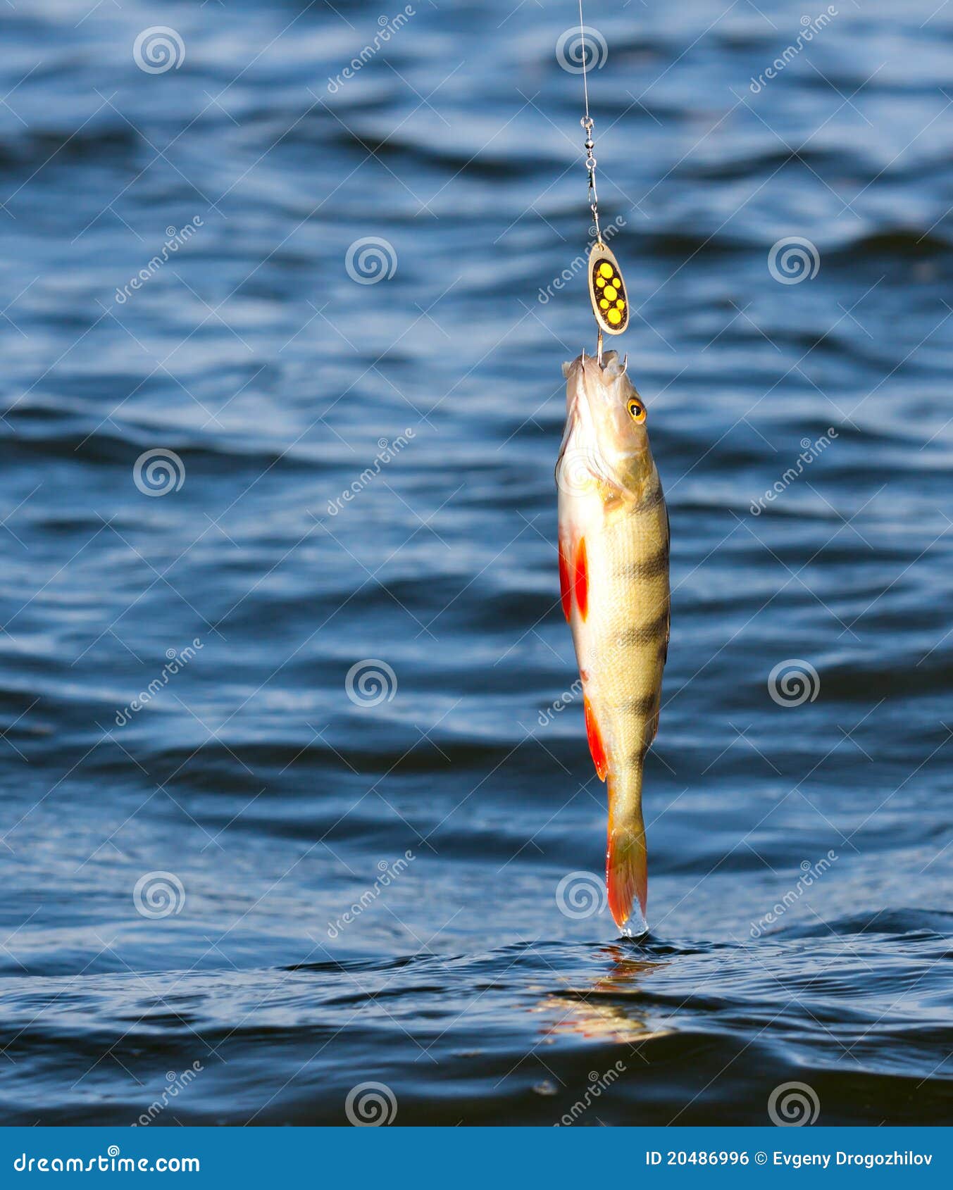 Perch on hook stock photo. Image of fresh, bite, motion - 20486996