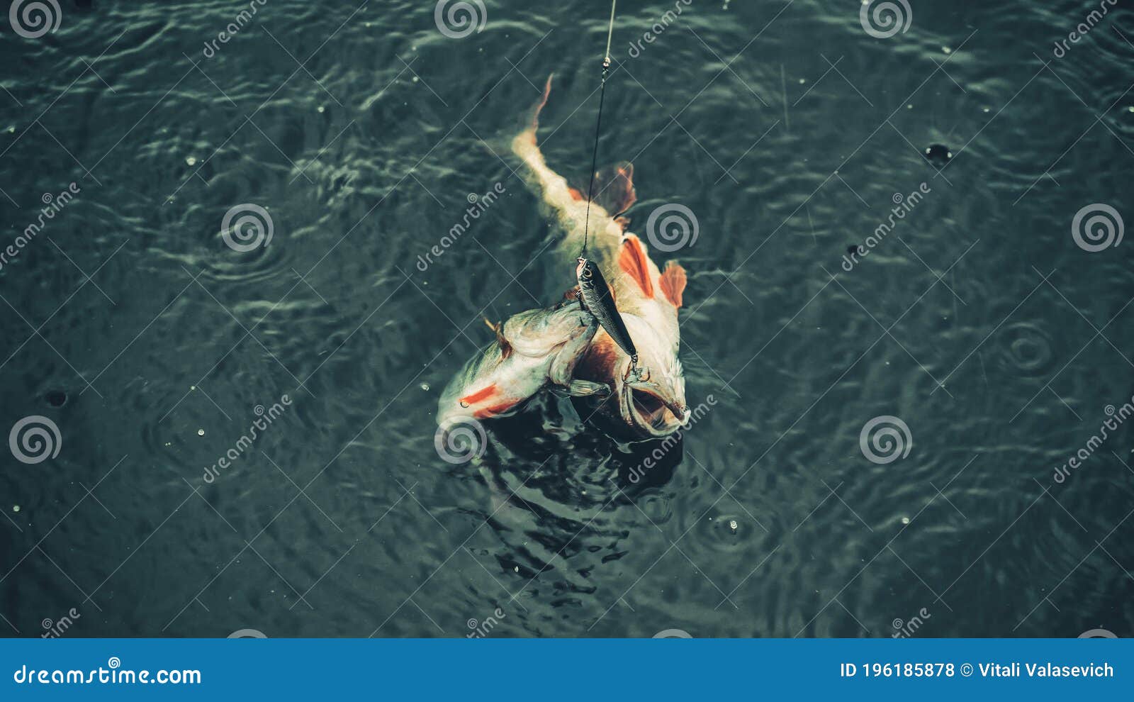 Perch on the Hook. Spinning Fishing Stock Photo - Image of hook, hobby ...