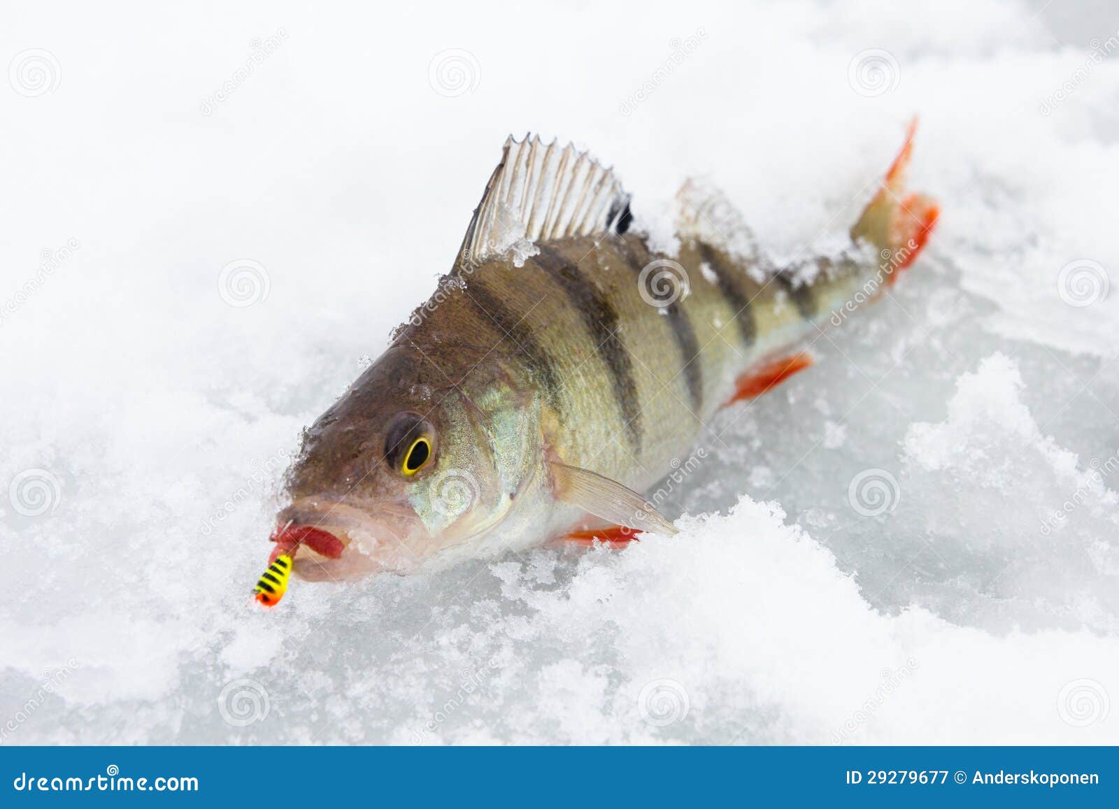 Perch on ice stock image. Image of small, winter, recreation - 29279677