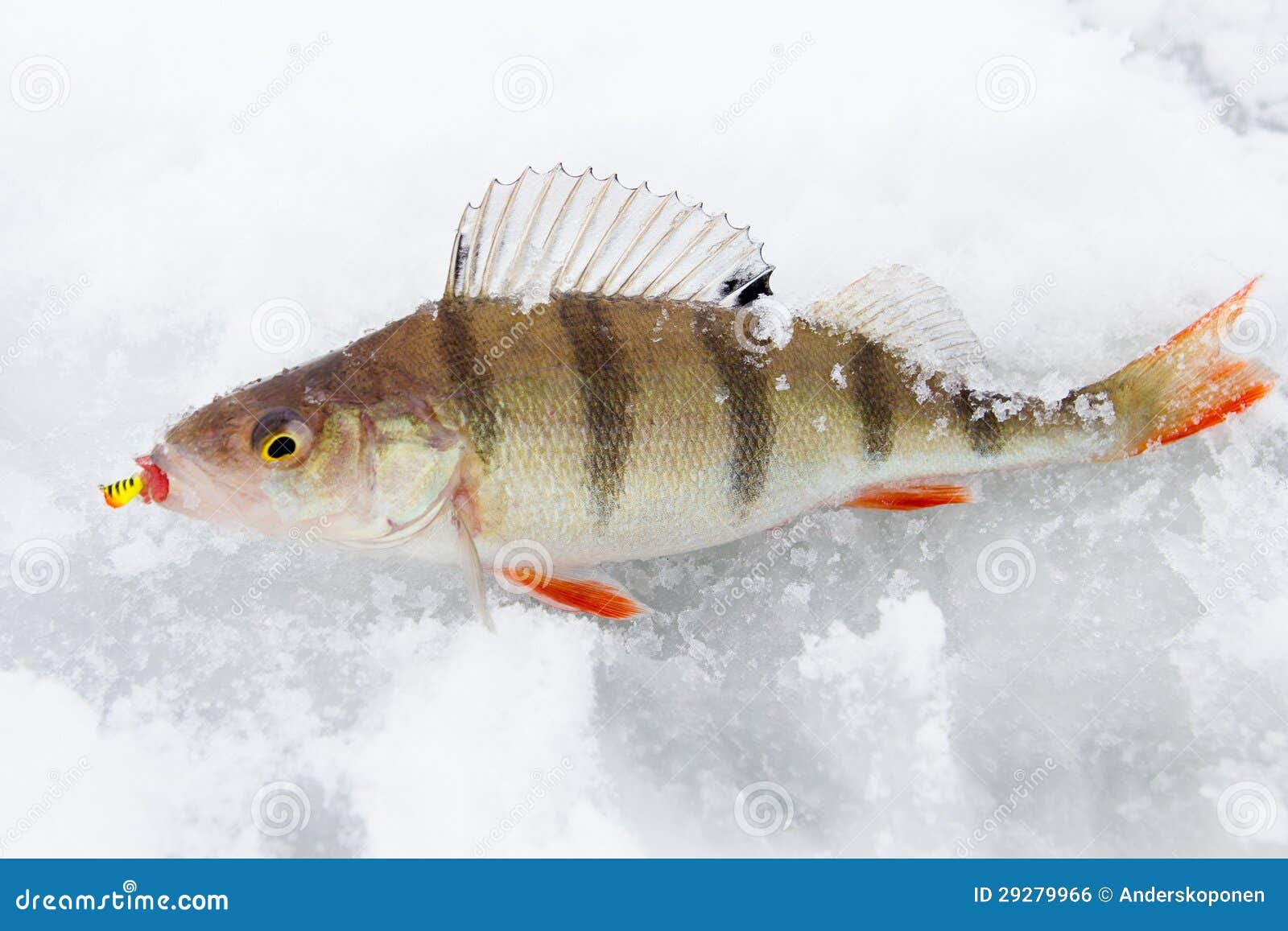 Perch on ice stock photo. Image of small, catch, mouth - 29279966