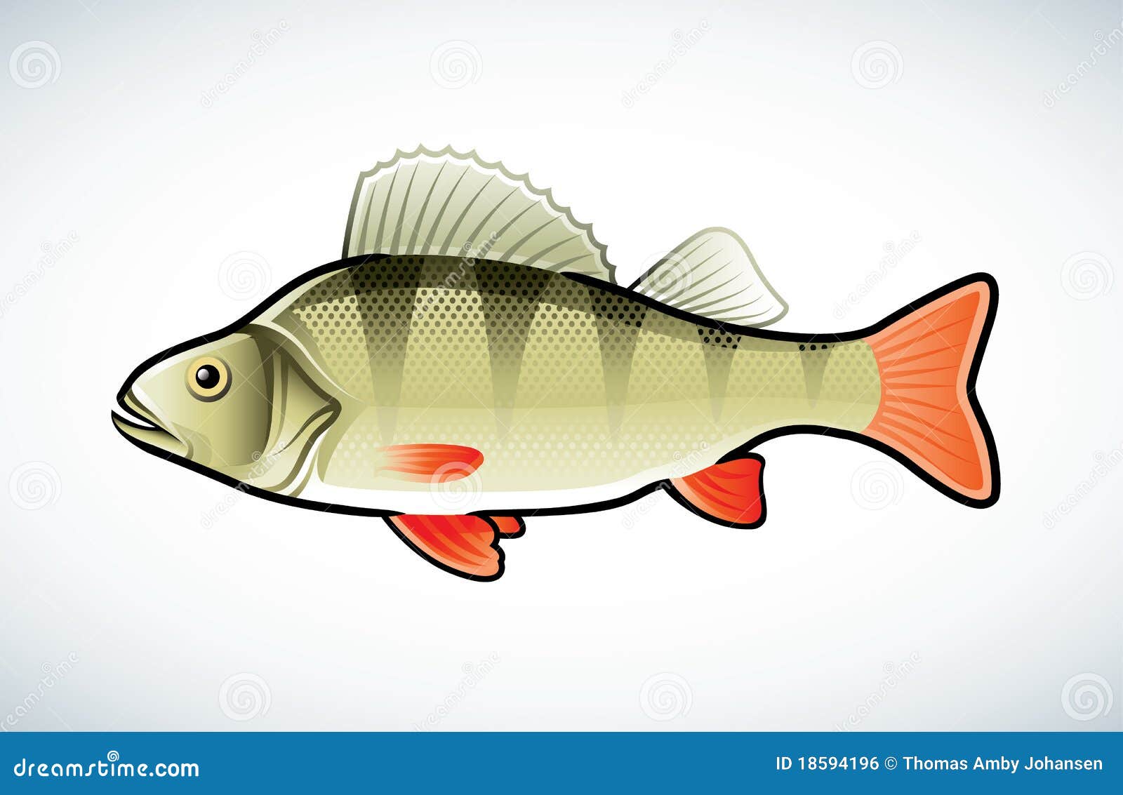 Perch illustration stock vector. Illustration of swim - 18594196