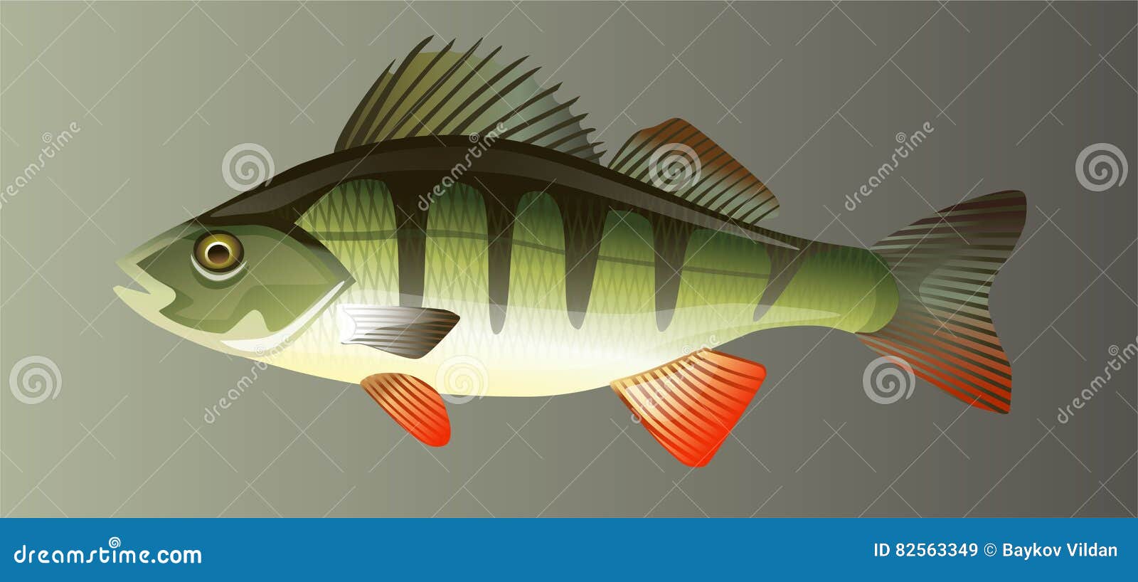 Perch stock vector. Illustration of yellow, striped, green - 82563349