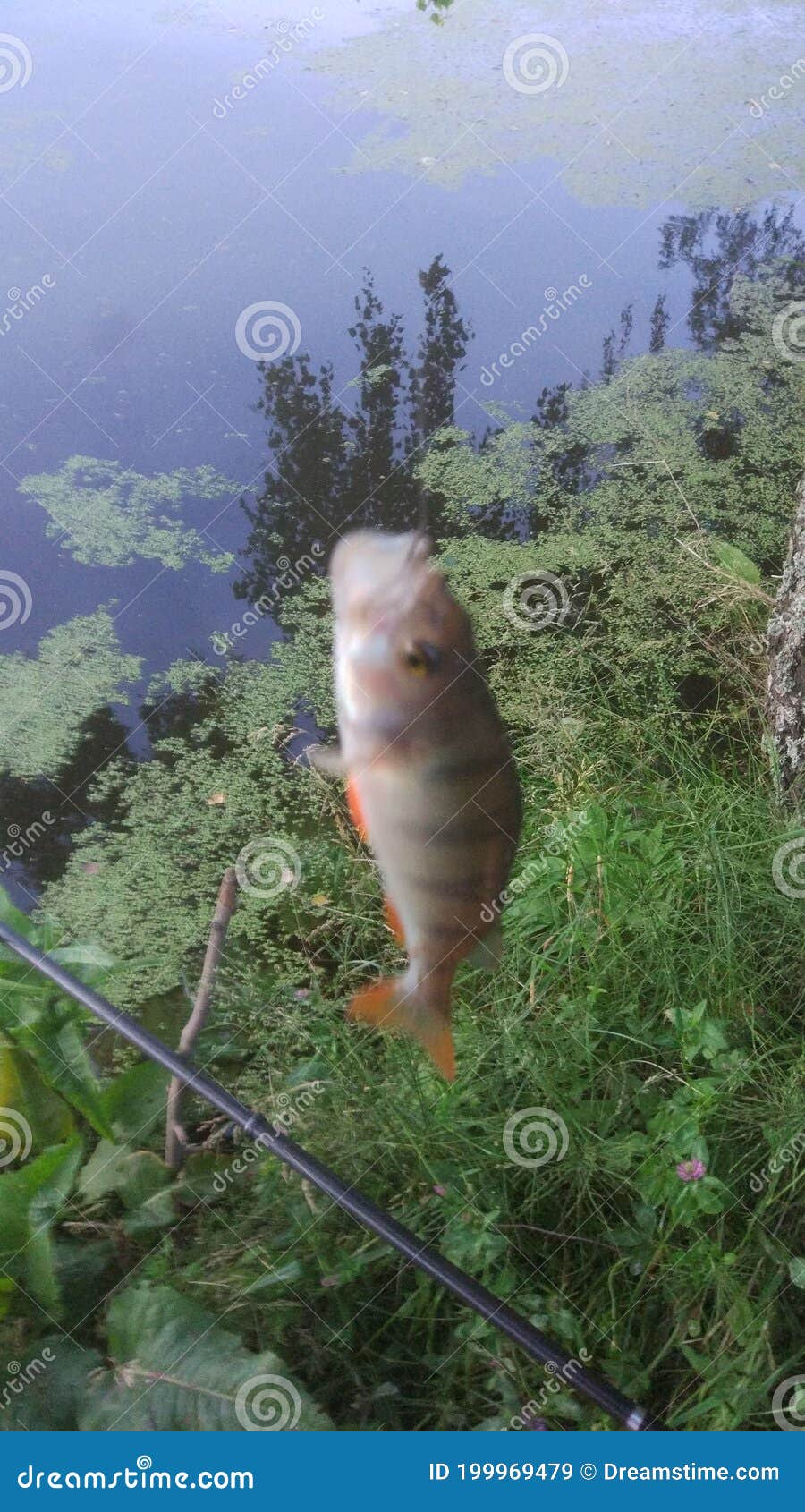 Perch caught stock image. Image of organism, underwater - 199969479