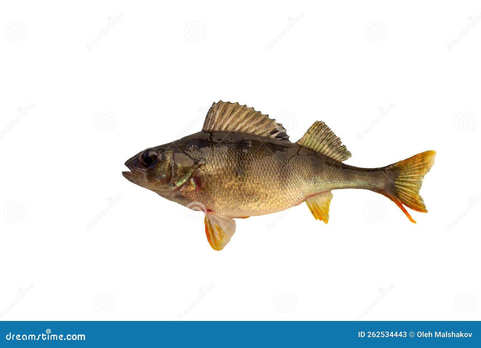 Perch Isolated on a White Background. Stock Image - Image of biology ...