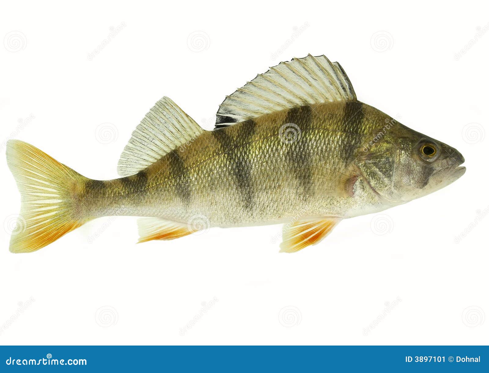 Perch Isolated on White Background Stock Image - Image of head ...