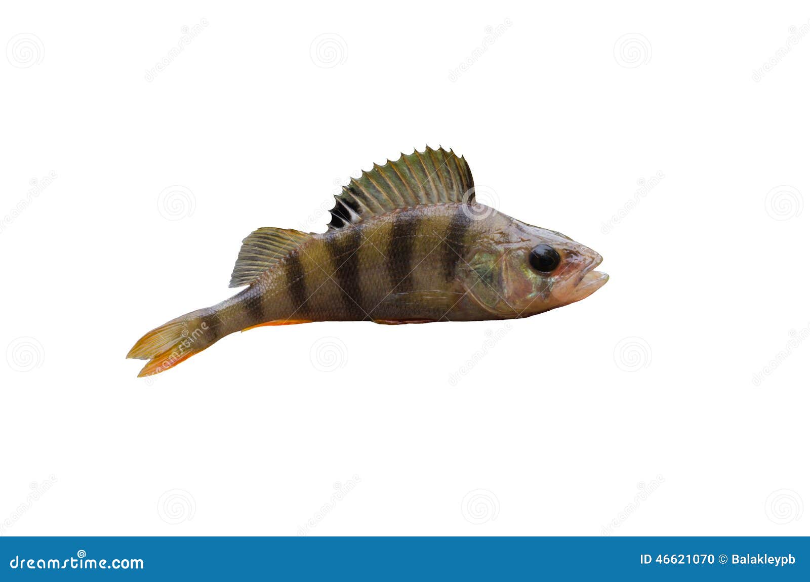 Perch stock photo. Image of allocation, isolated, fish - 46621070