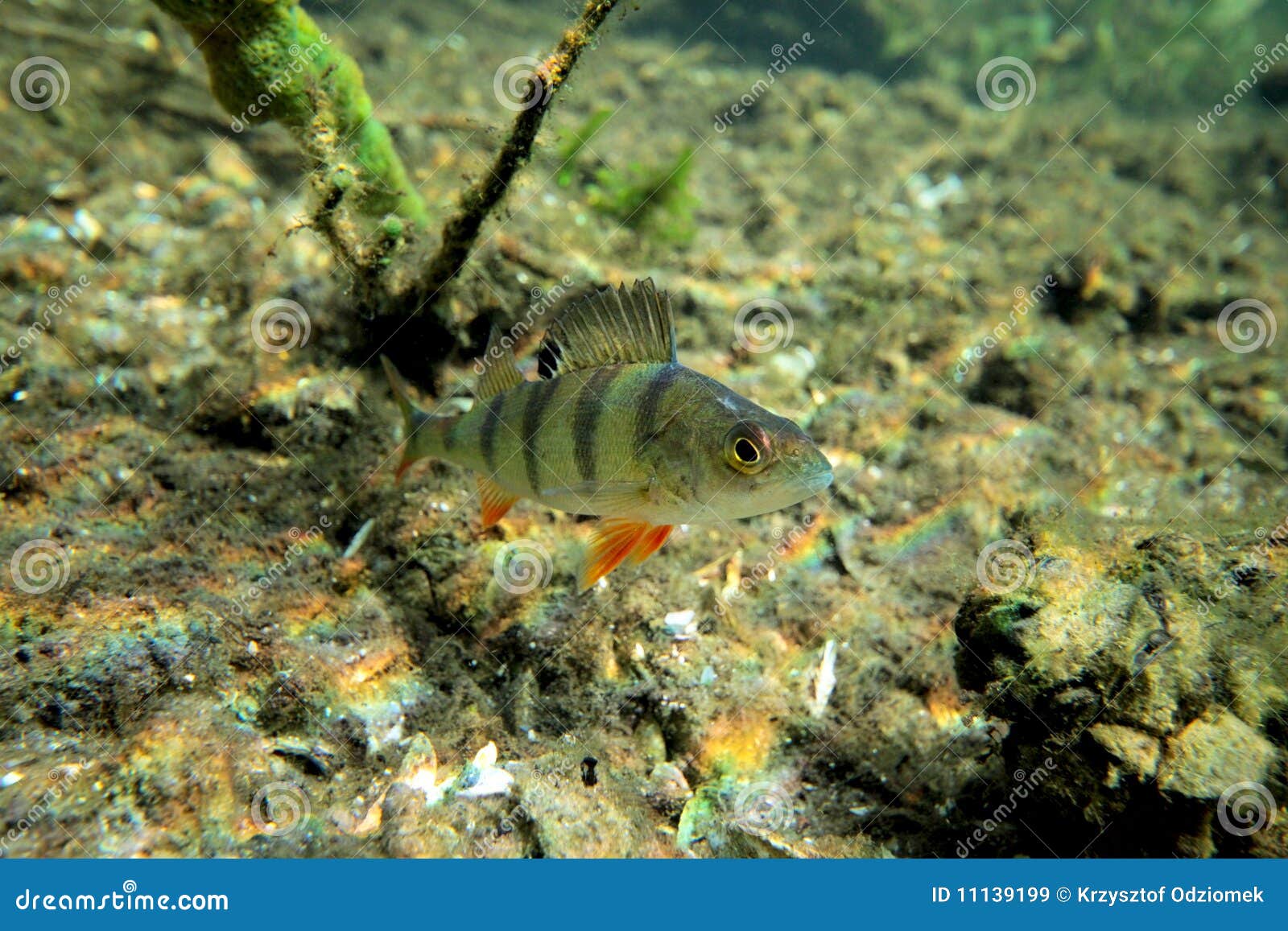 Perch in the lake stock image. Image of water, animal - 11139199