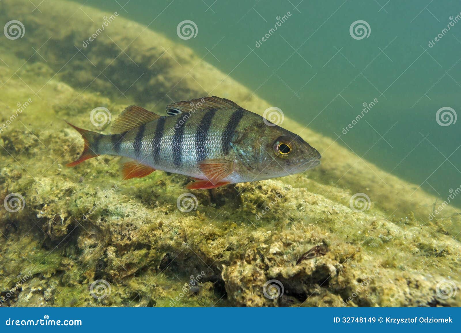 Perch stock image. Image of perch, fish, water, grass - 32748149
