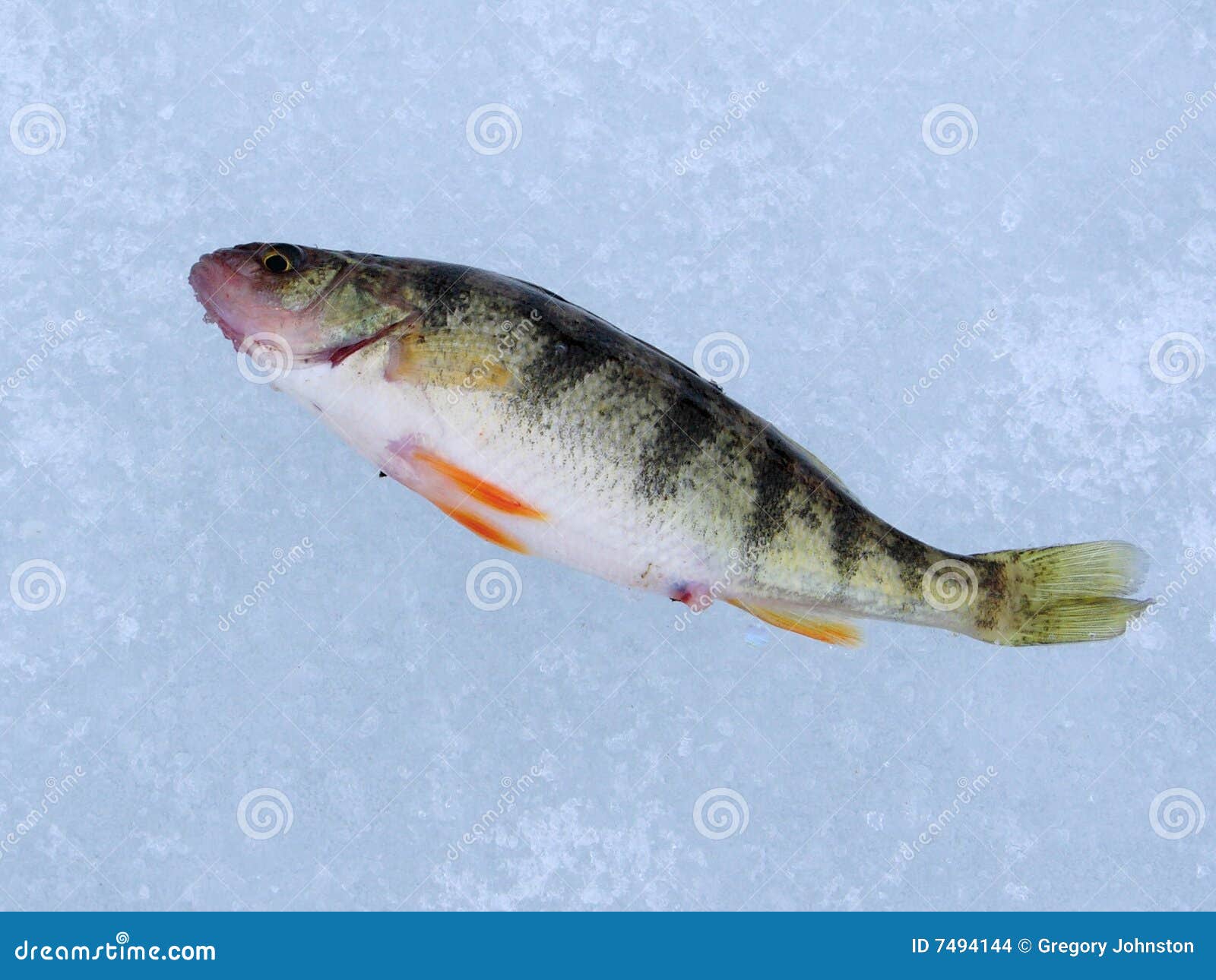 Perch laying on ice. stock photo. Image of freshwater - 7494144