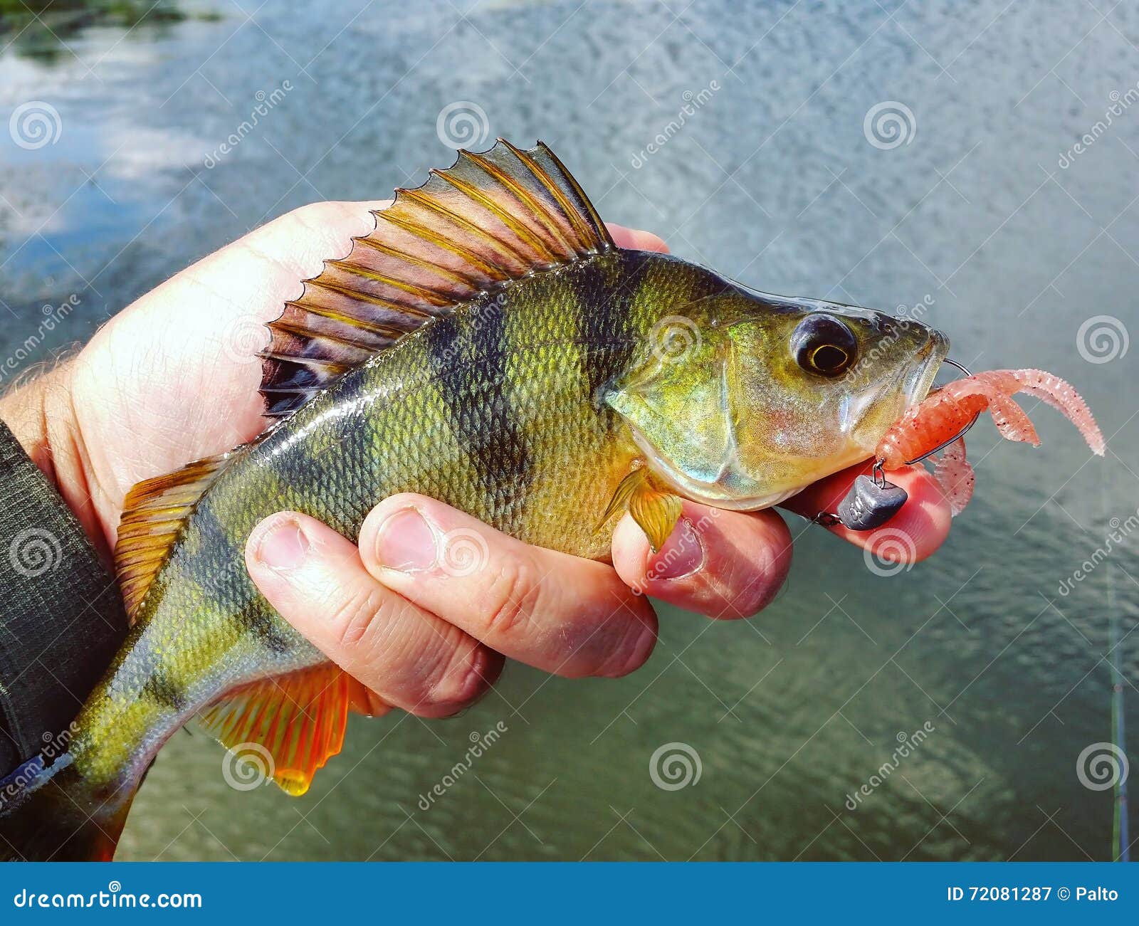 Perch with lure stock image. Image of holiday, fishing - 72081287