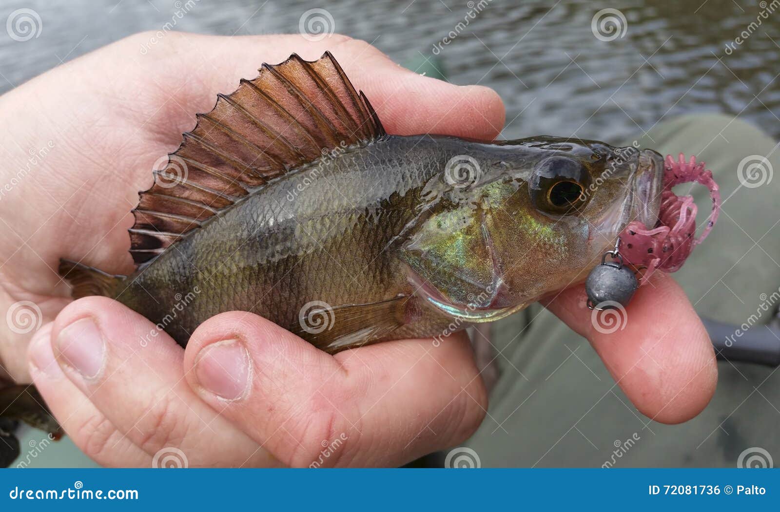 Perch with lure stock photo. Image of lure, angler, animal - 72081736