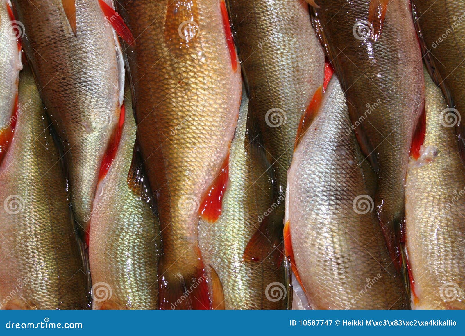 Perch Pattern stock image. Image of fluviatilis, perca - 10587747