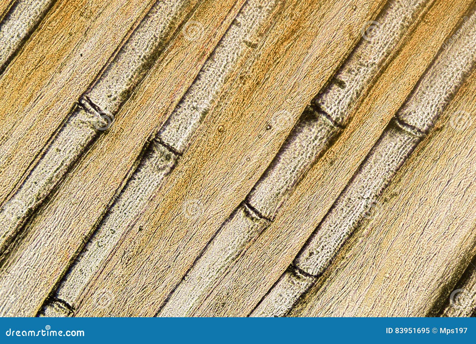 Perch Pectoral Fin Structure. Stock Image - Image of spine, macro: 83951695