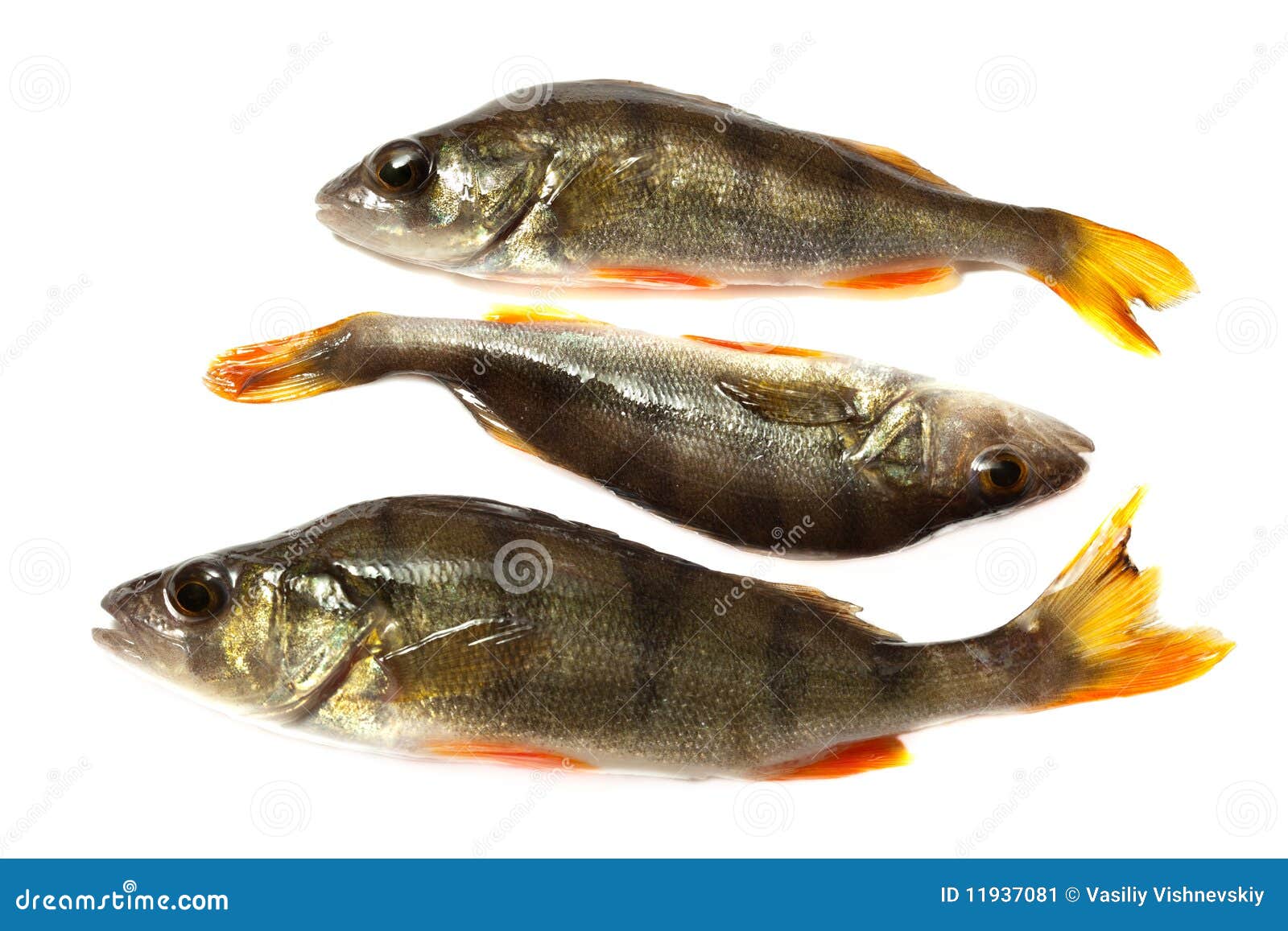 Perch, Perca stock image. Image of white, animal, background - 11937081