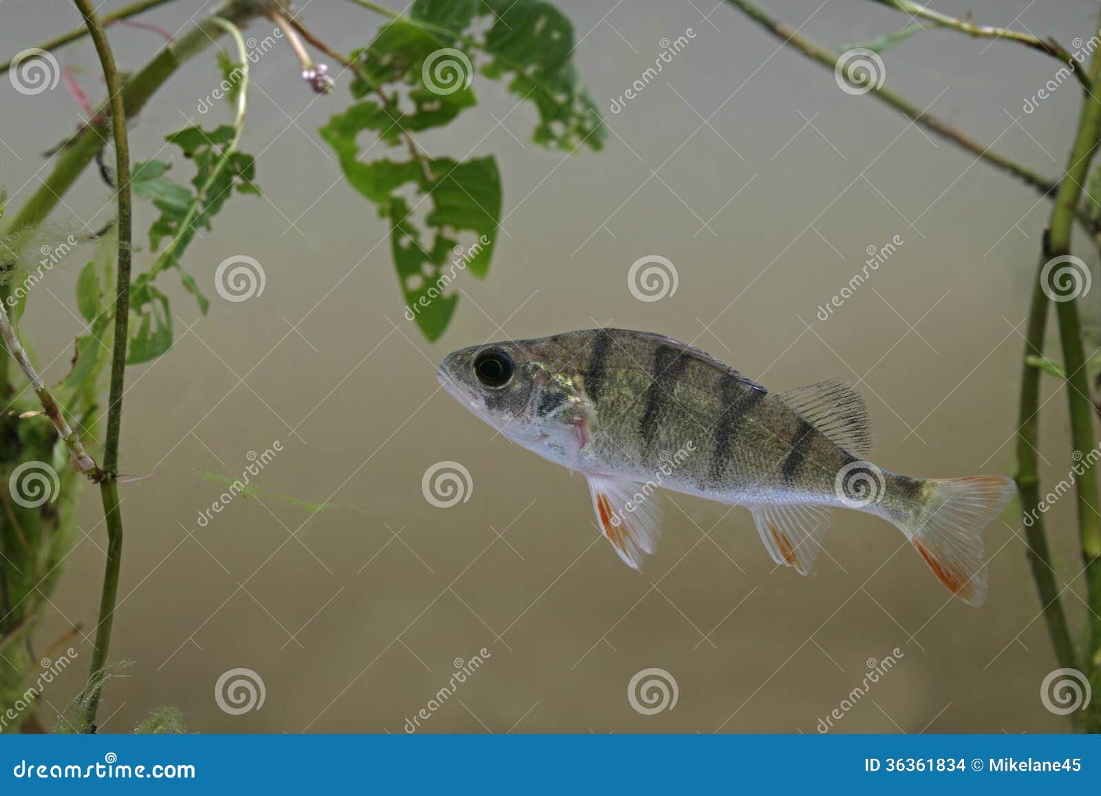 Perch, Perca fluviatilis stock photo. Image of lake, nature - 36361834