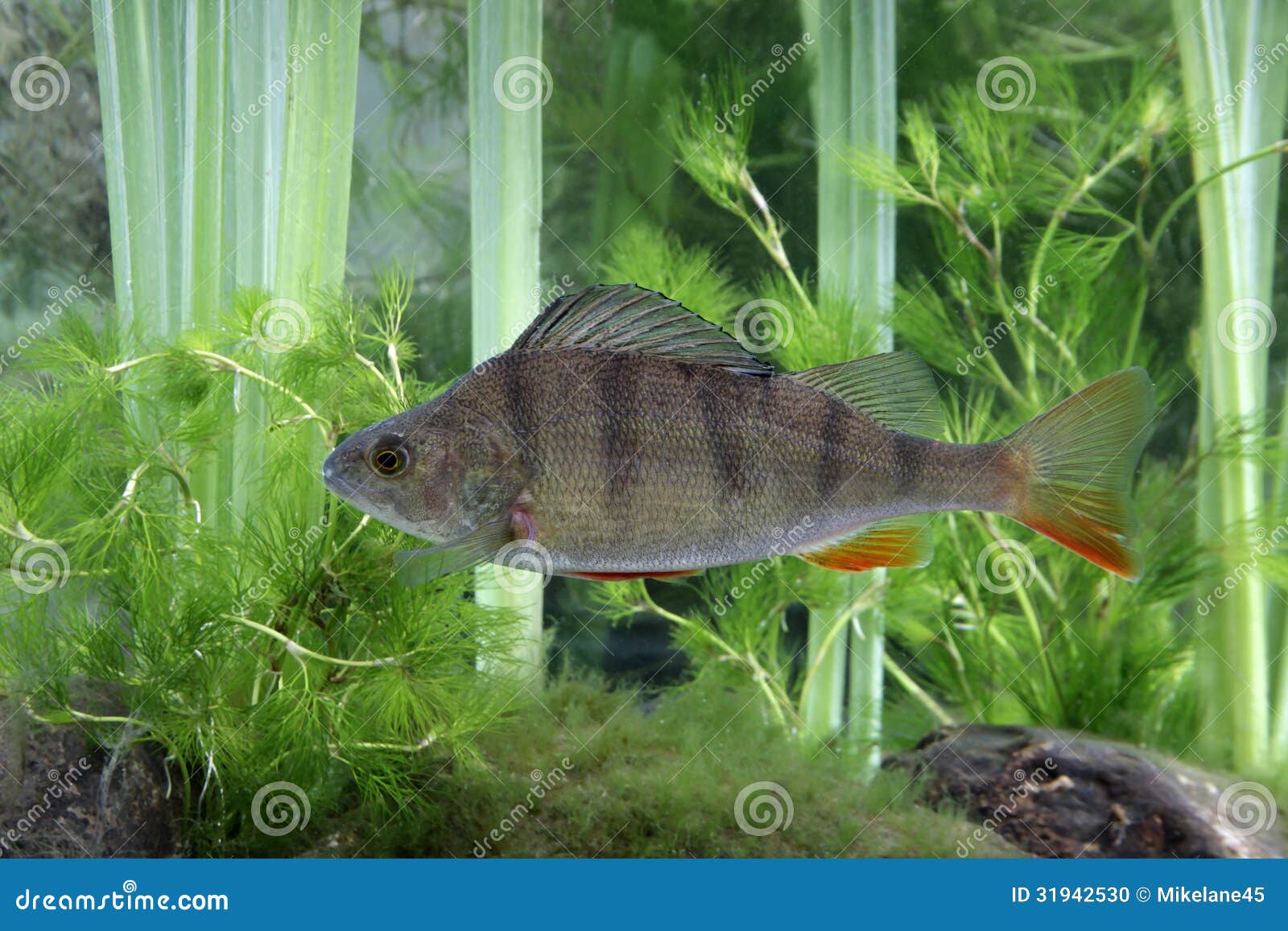 Perch, Perca fluviatilis stock photo. Image of aquarium - 31942530