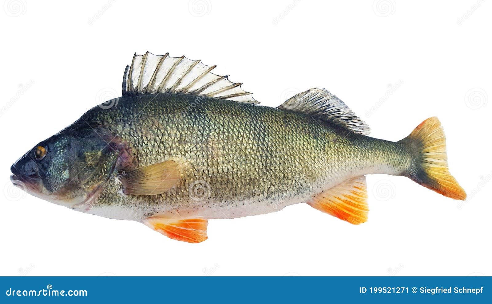 Perch Perca Released with Raised Dorsal Fin Stock Image - Image of bait ...