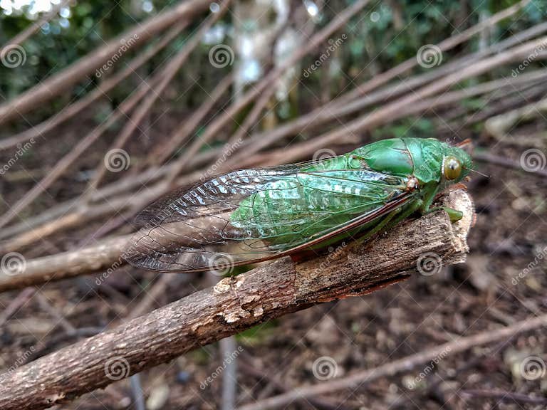 A Perch Perched on a Tree Branch Stock Image - Image of perched ...