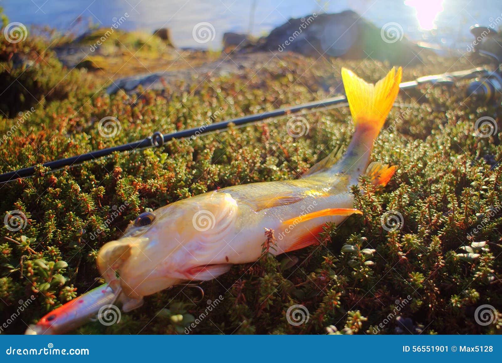 Perch in the Rays of the Setting Sun. Fishing Stock Image - Image of ...