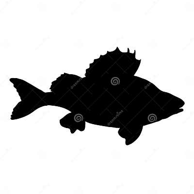 Perch Silhouette Fish Vector Illustration Stock Vector - Illustration ...