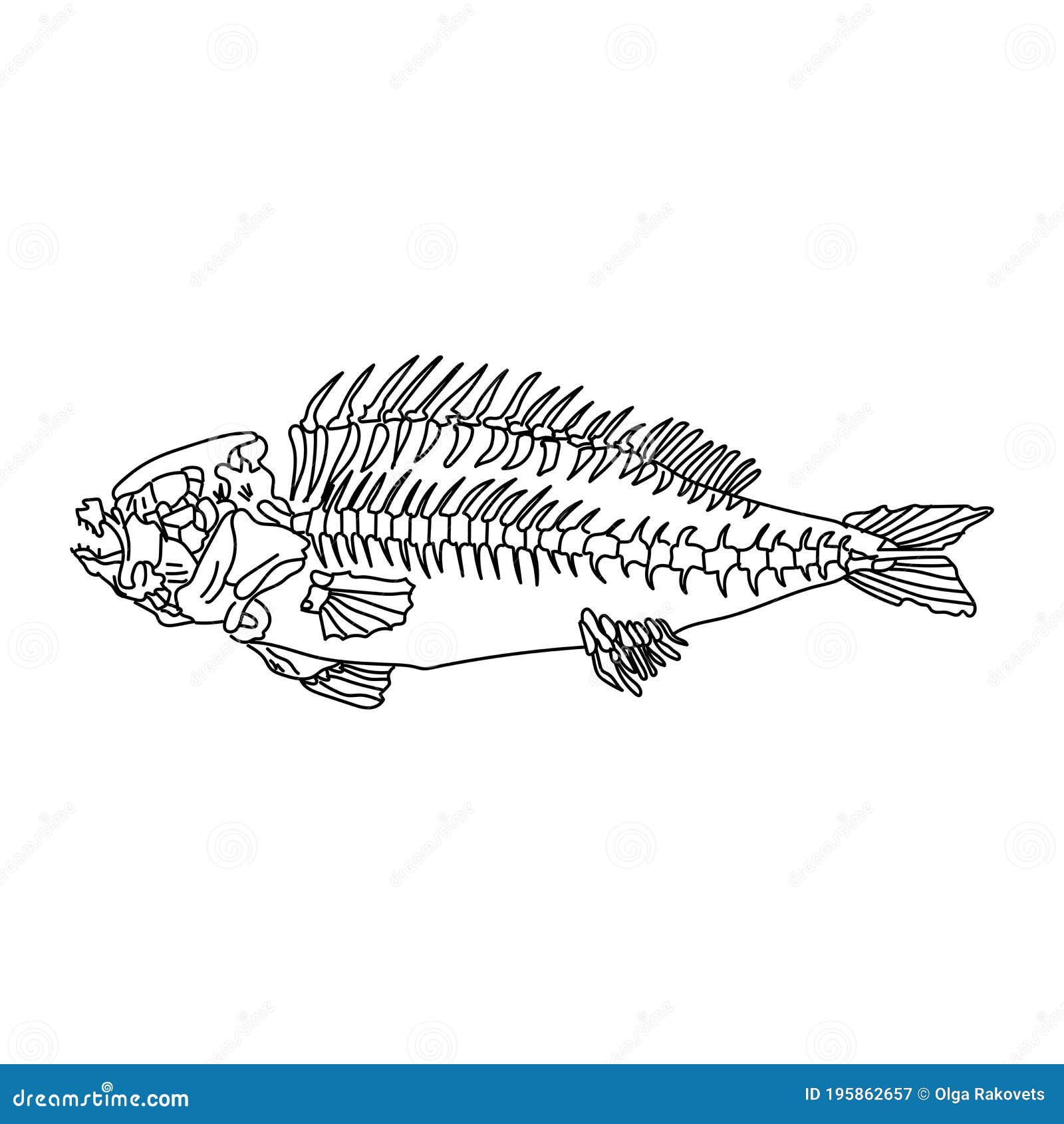 Perch Skeleton, Schematic Representation of River Fish Bones ... Perch Skeleton, Schematic Representation of River Fish Bones ...