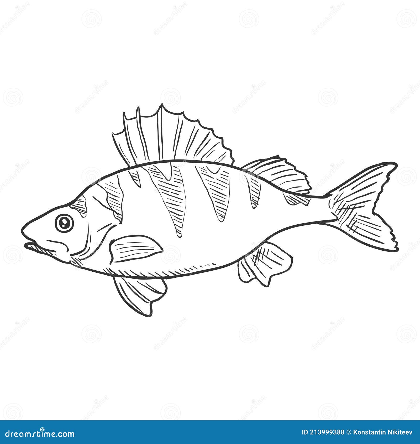 Perch Sketch Fish Vector Illustration Stock Vector - Illustration of ...