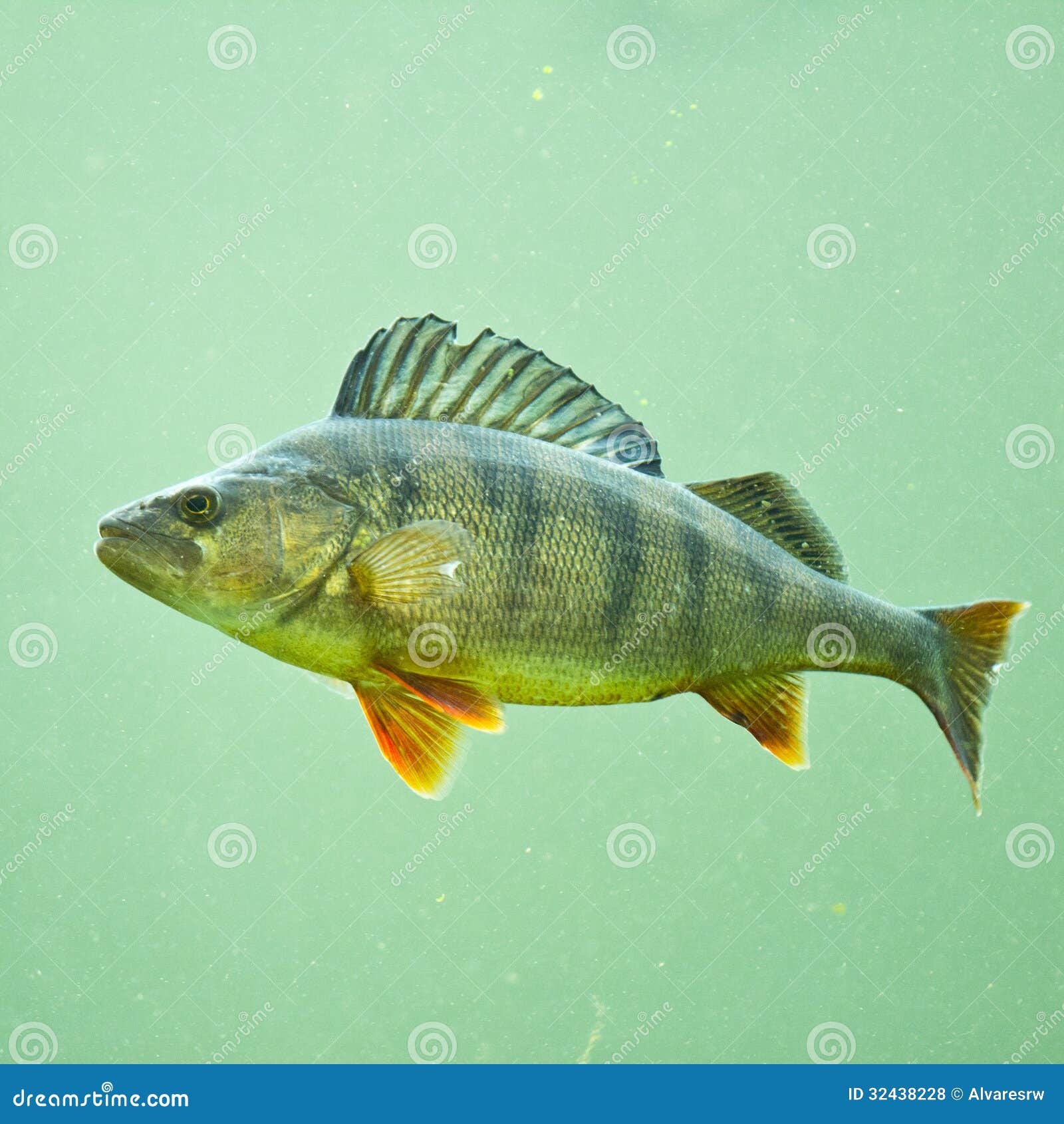 Perch 2 stock photo. Image of darter, marine, river, perch - 32438228