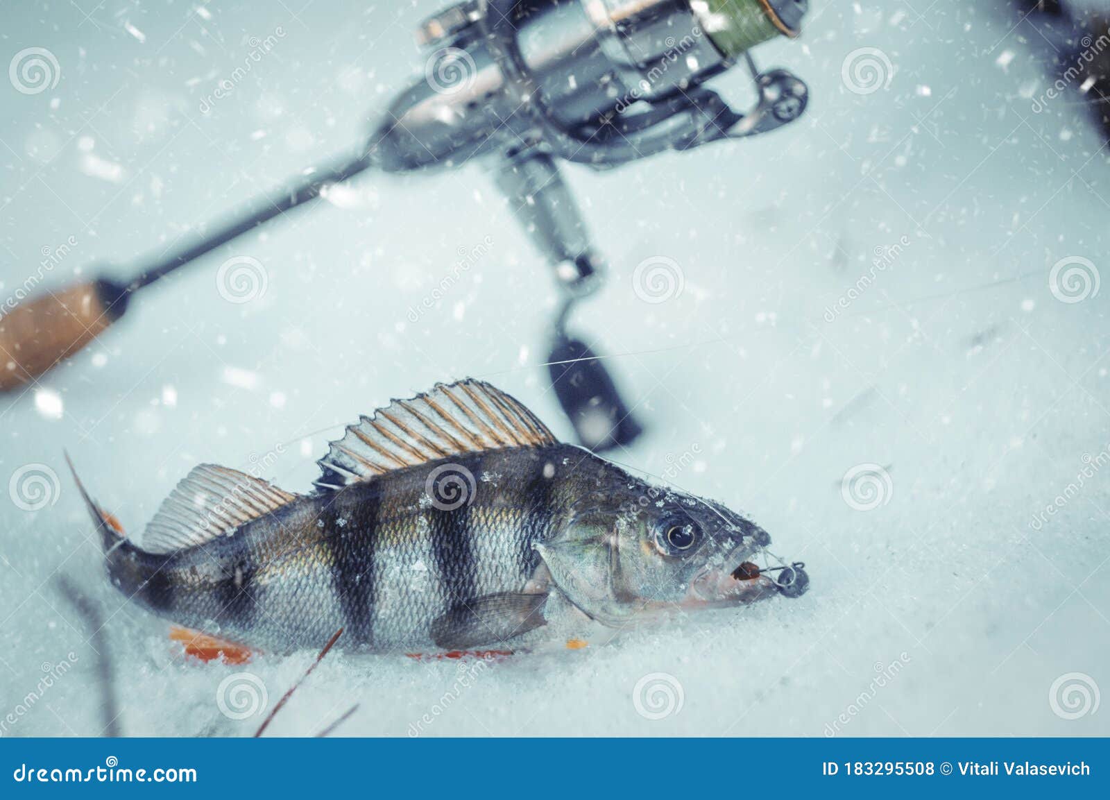 Perch in the Snow, Winter Spinning Stock Photo - Image of perch ...