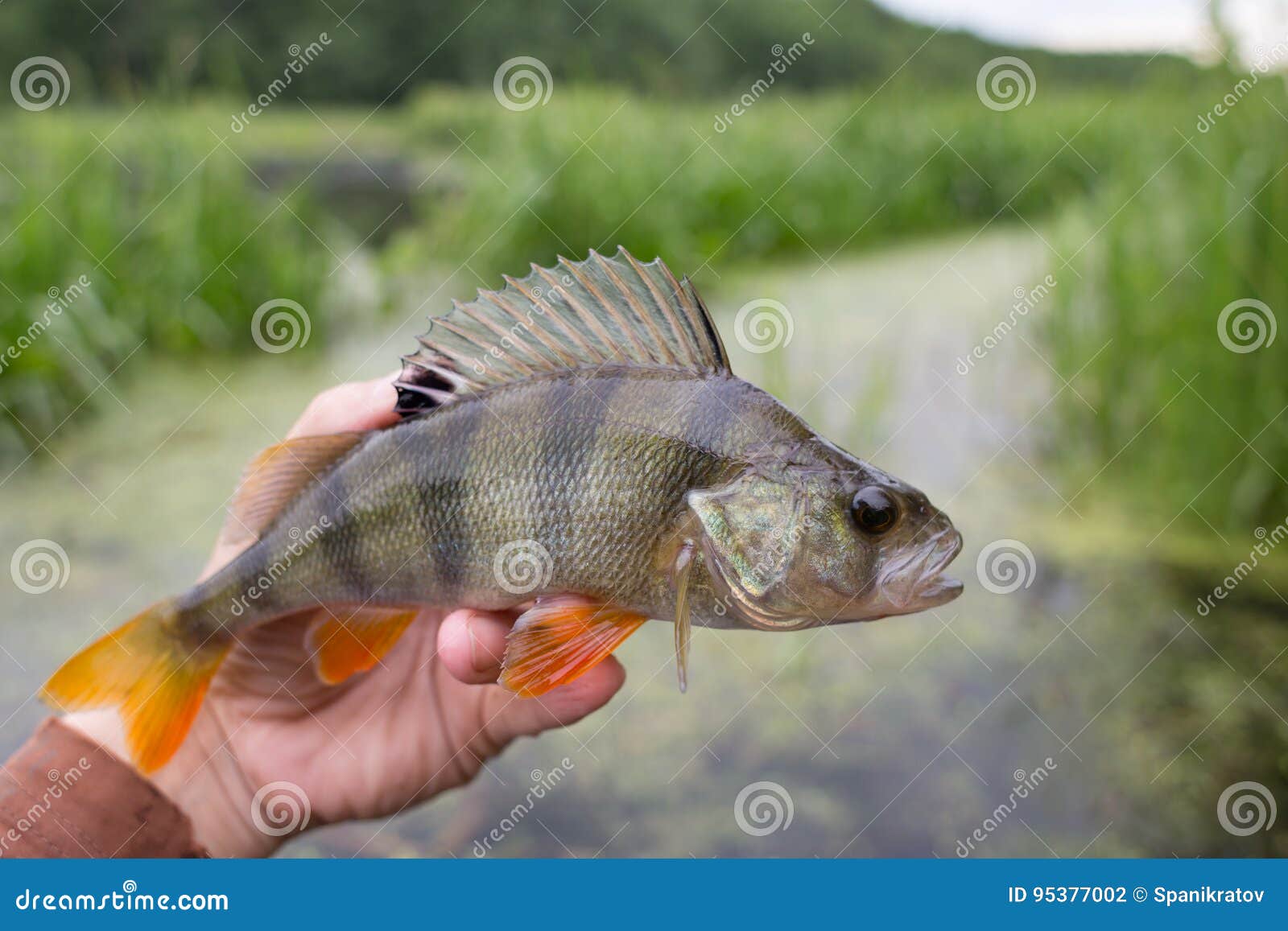 Perch striped predator stock photo. Image of animals - 95377002