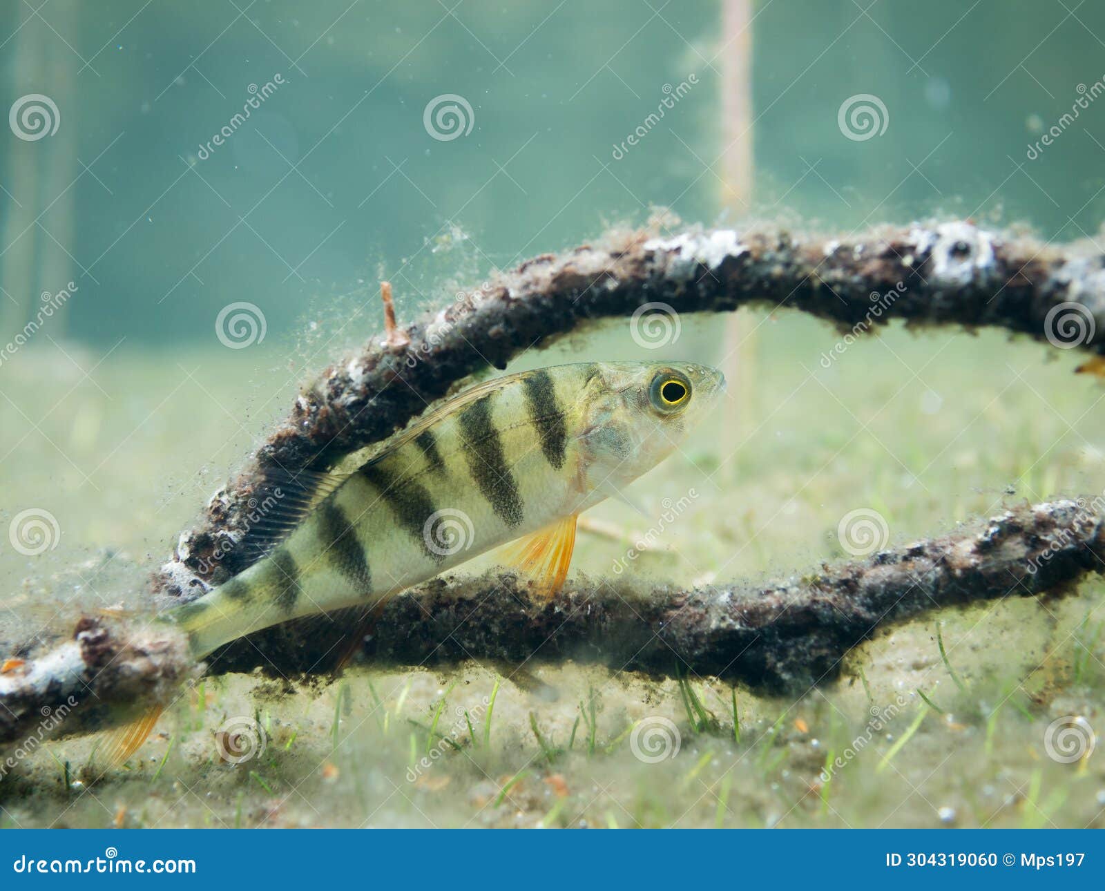 Perch and Sunken Branch Underwater in Lake Stock Photo - Image of perch ...