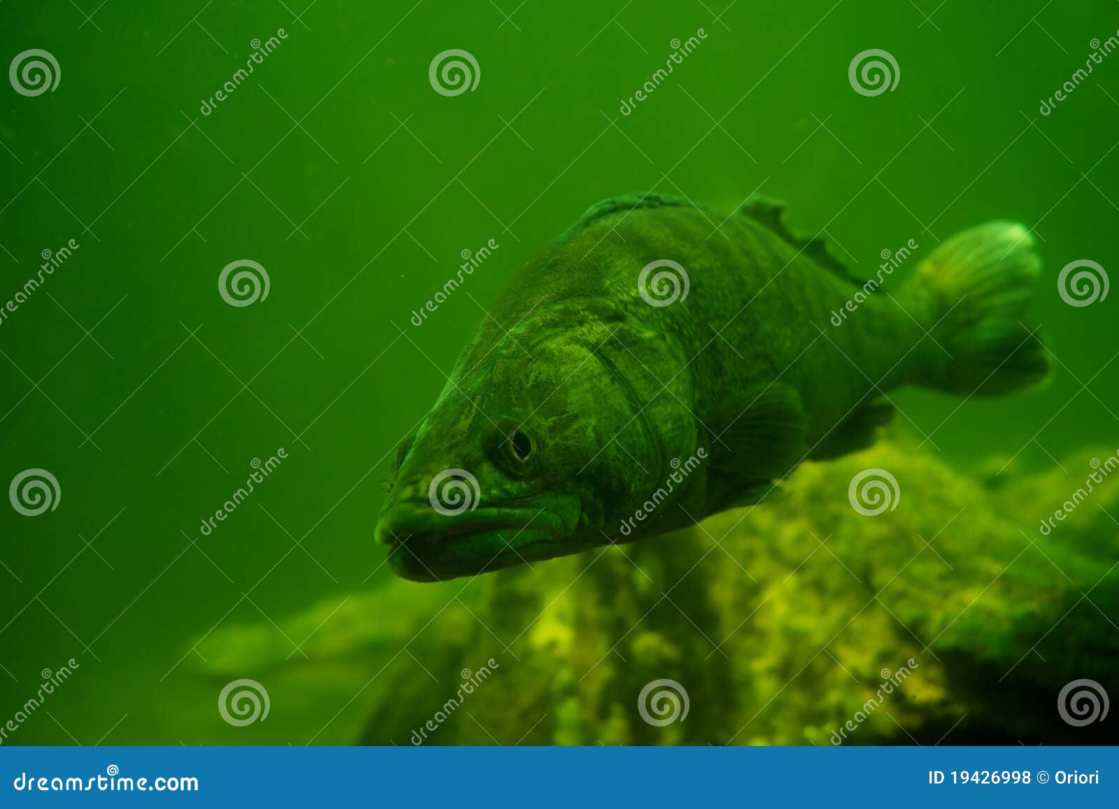 Perch underwater stock photo. Image of detail, large - 19426998