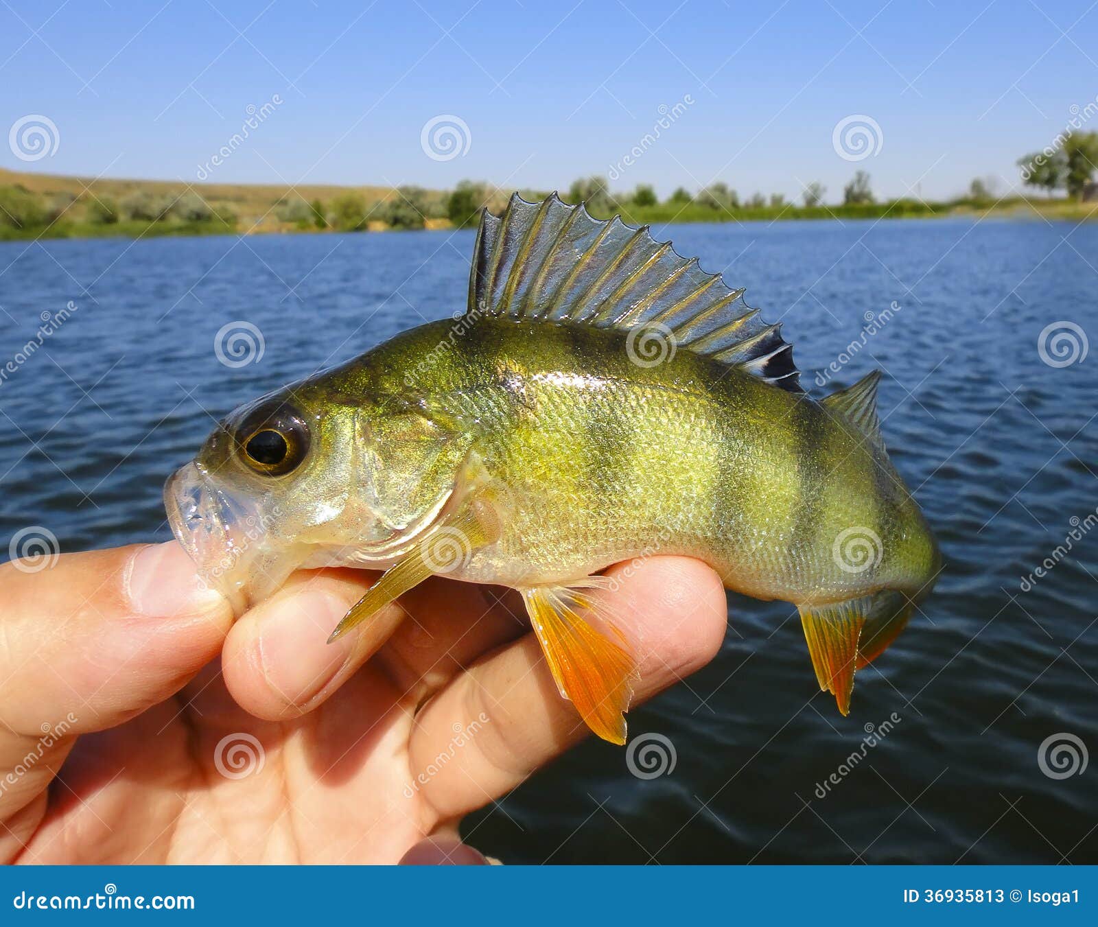 Perch stock image. Image of minnow, fish, aquatic, fishing - 36935813
